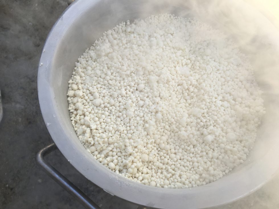 Nitrogen freeze drying for bacteria allows process testing before ...