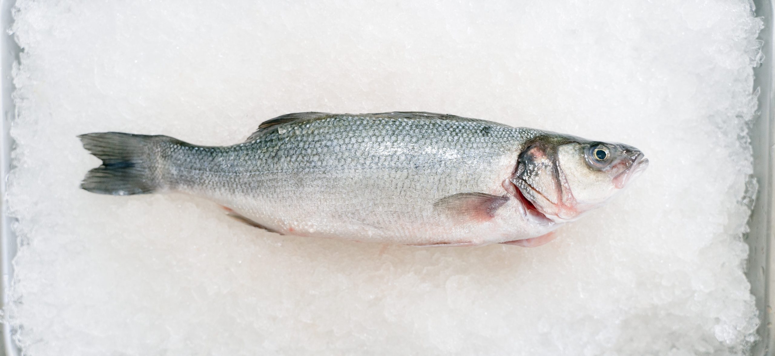 46% of sustainability ratings for UK caught fish don’t meet MCS ...