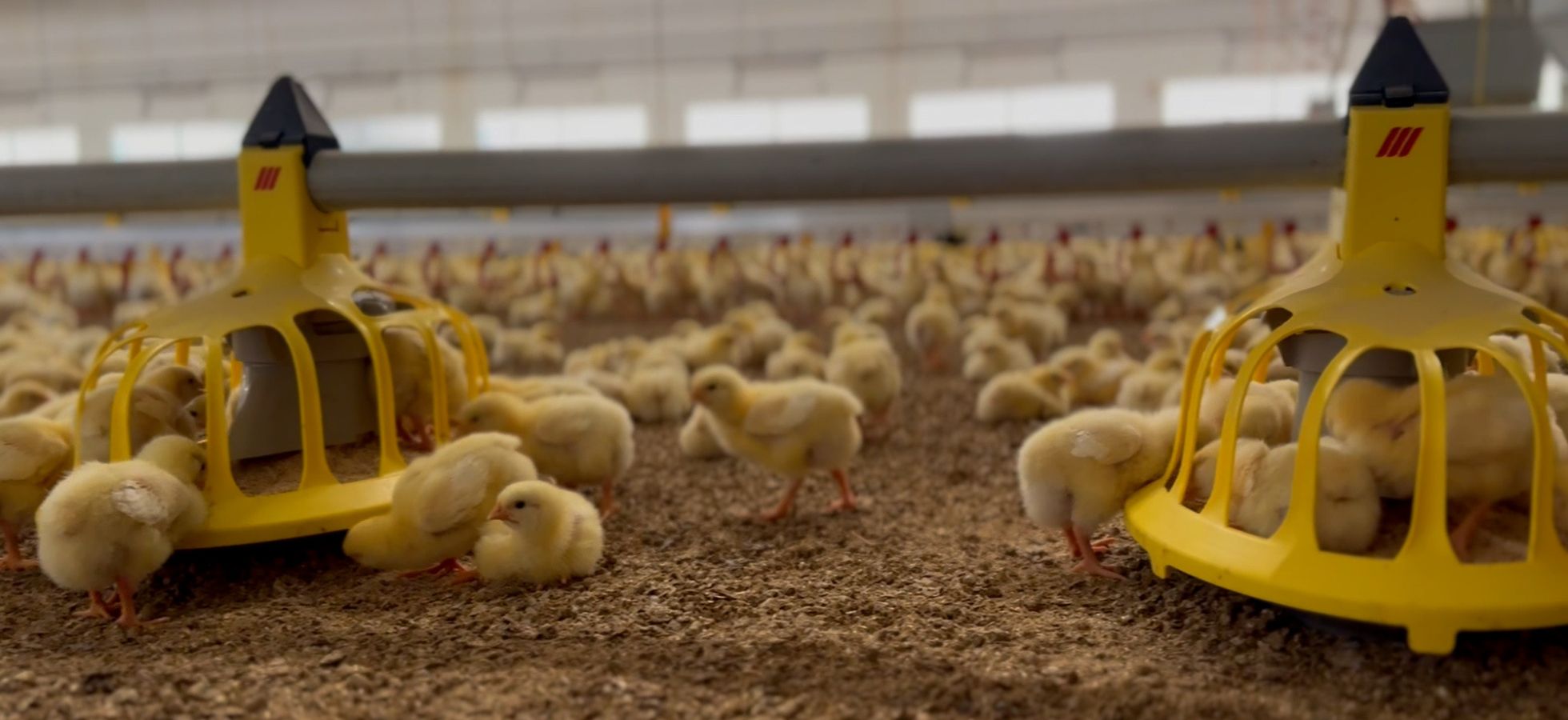 Avara Foods introduces new broiler standard | Food Management Today