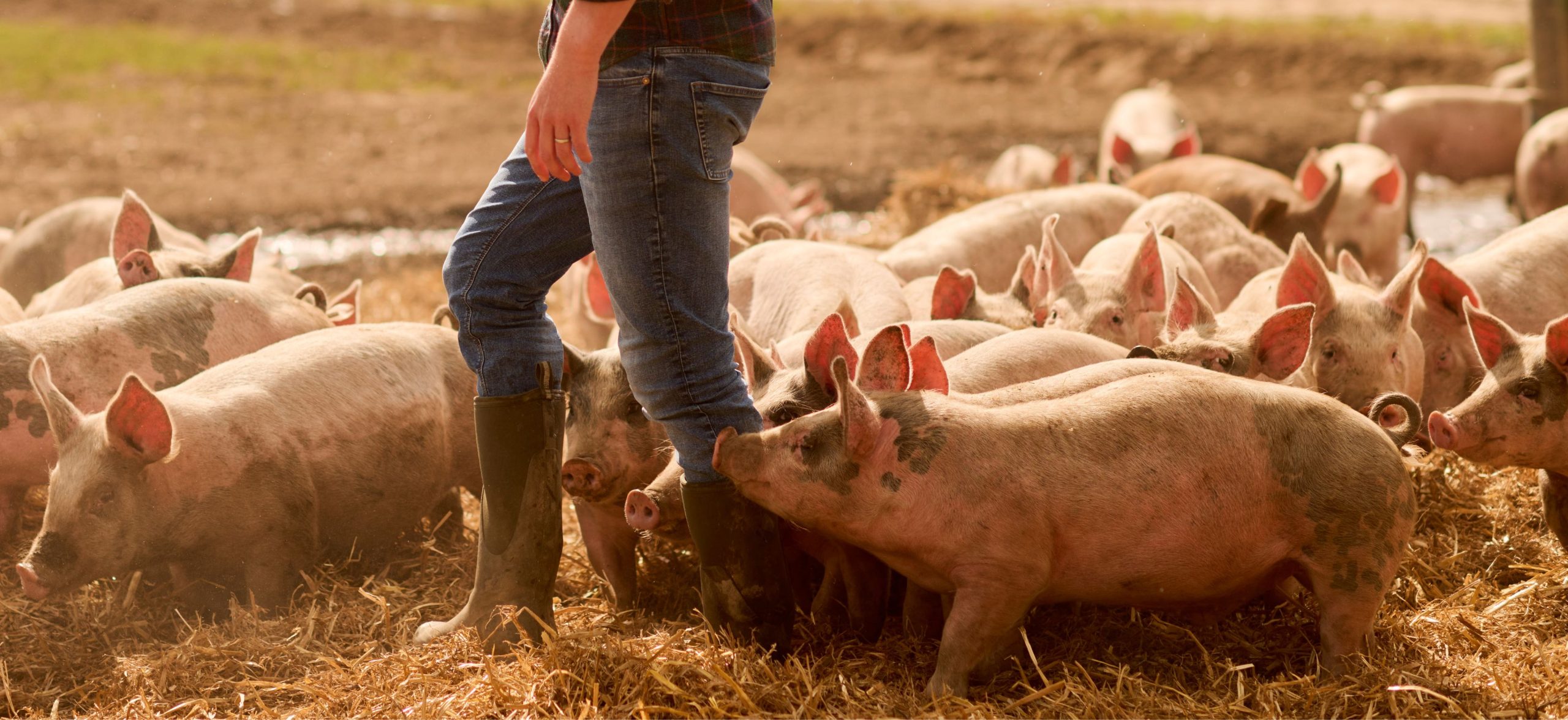 Waitrose commits to 100% free range pork by 2027 | Food Management Today
