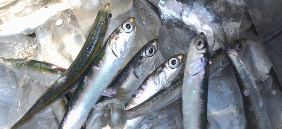 Ocean Fish Group acquired by Fortuna | Food Management Today