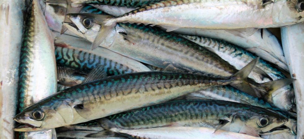Waitrose halts mackerel sourcing over sustainability concerns | Food ...